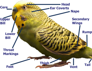 Parakeet information - What are they all about? | Animal Mayhem